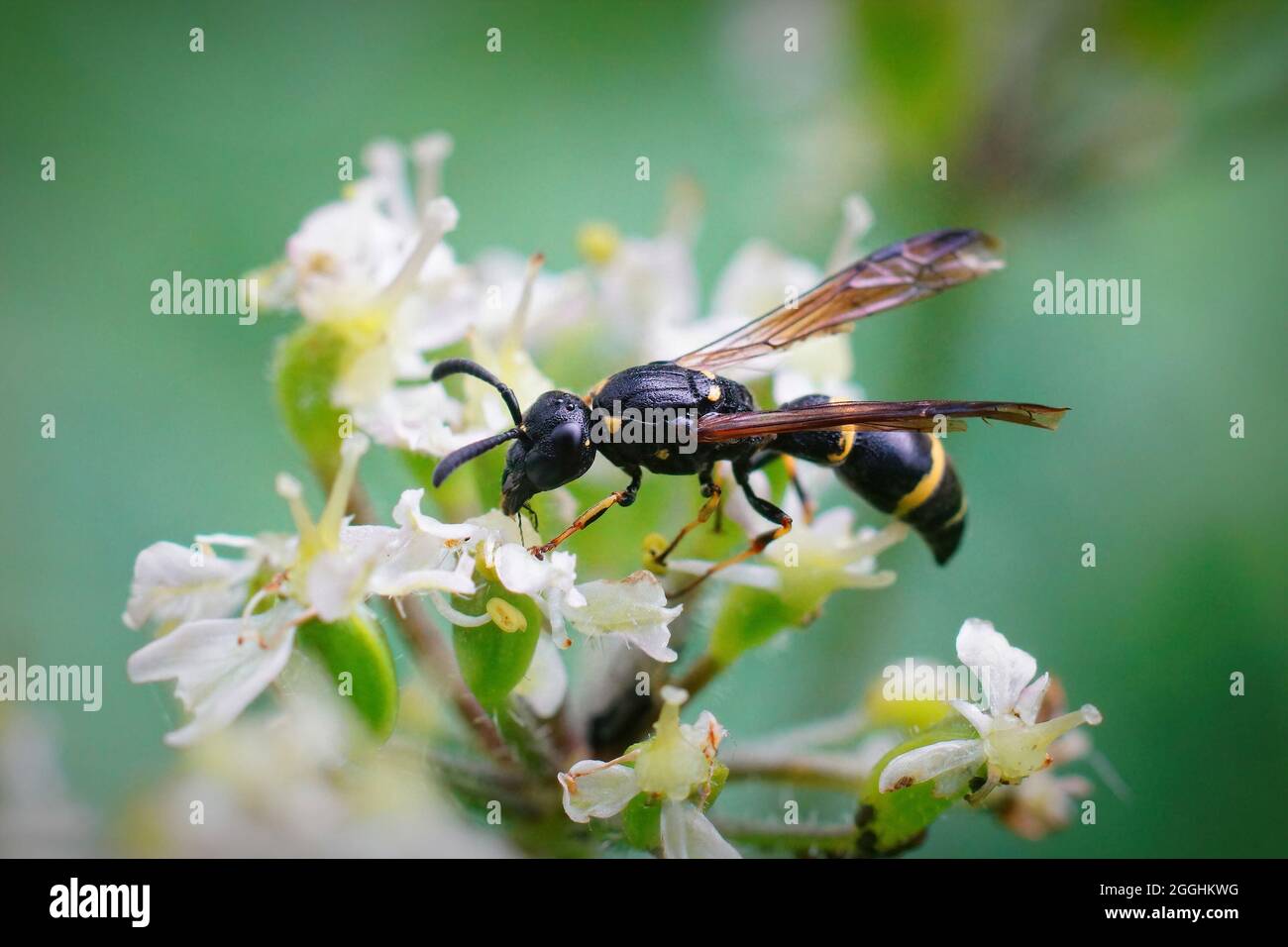 Closeup on the willow mason wasp, Symmorphus bifasciatus Stock Photo ...