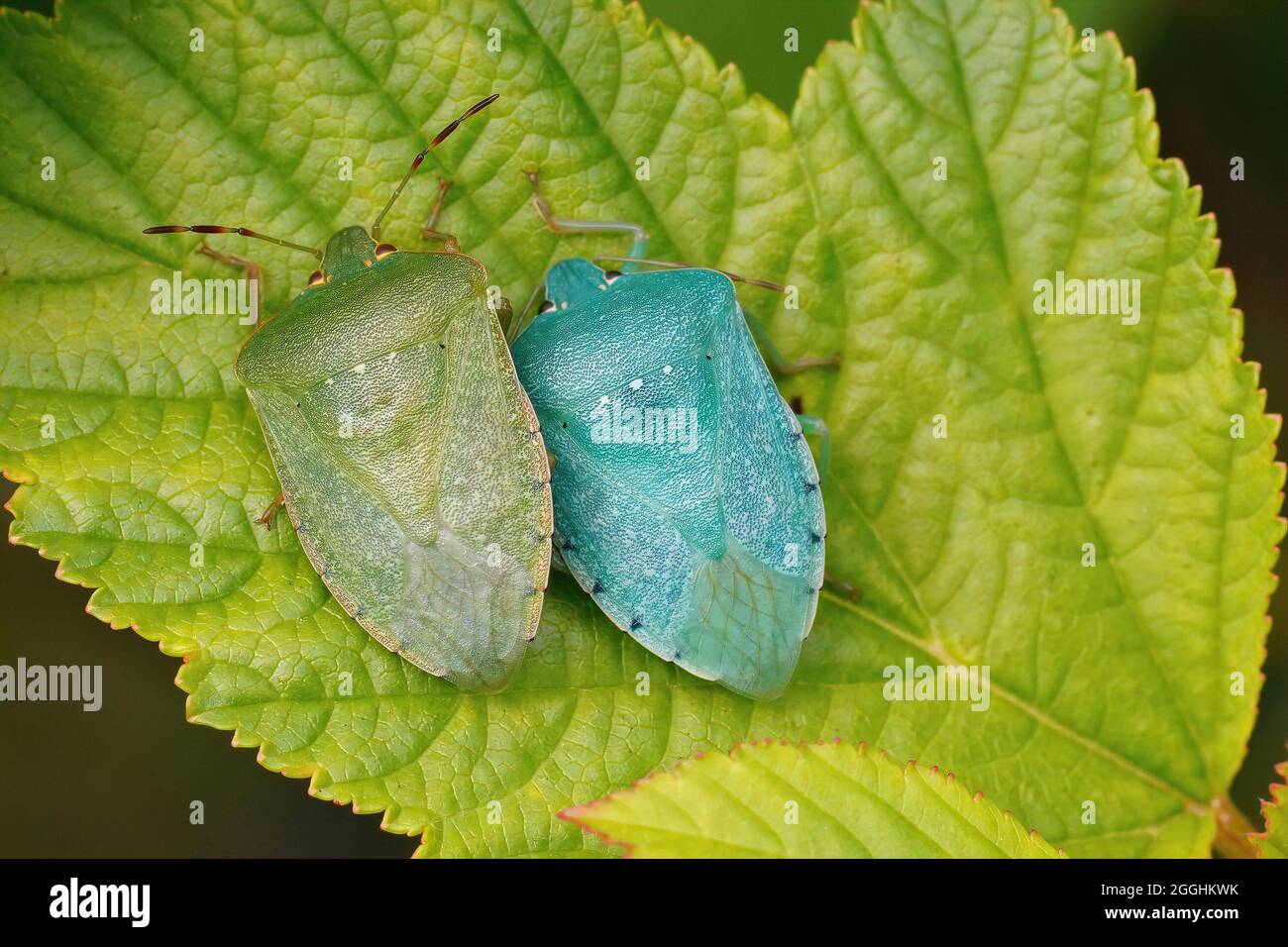 Closeup on 2 different color morphs in adult Southern green shield bug ...