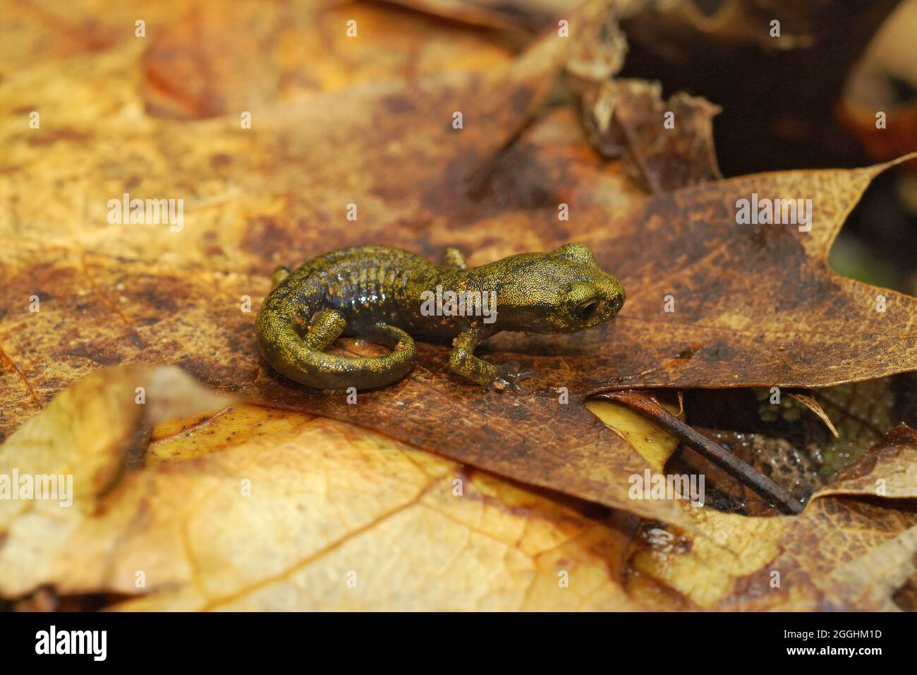 Brunu hi-res stock photography and images - Alamy