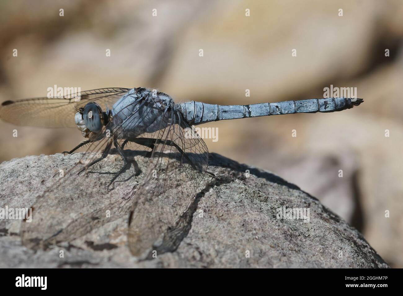 Closeup of a blue male Southern skimmer dragonfly, Orthetrum brunneum ...