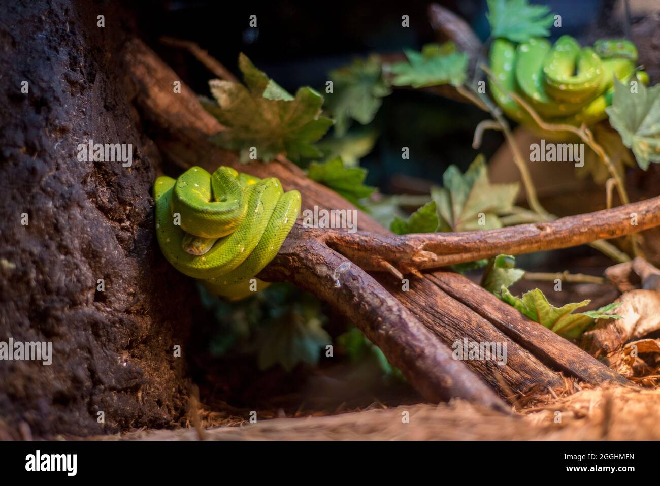 Curly snake hi-res stock photography and images - Alamy