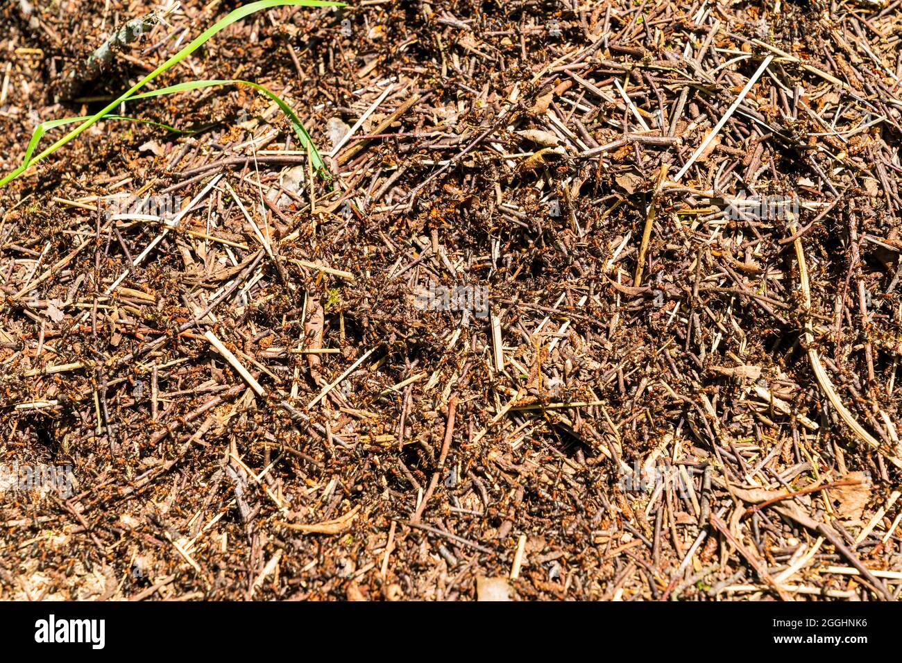 Ants nest mound hi-res stock photography and images - Alamy
