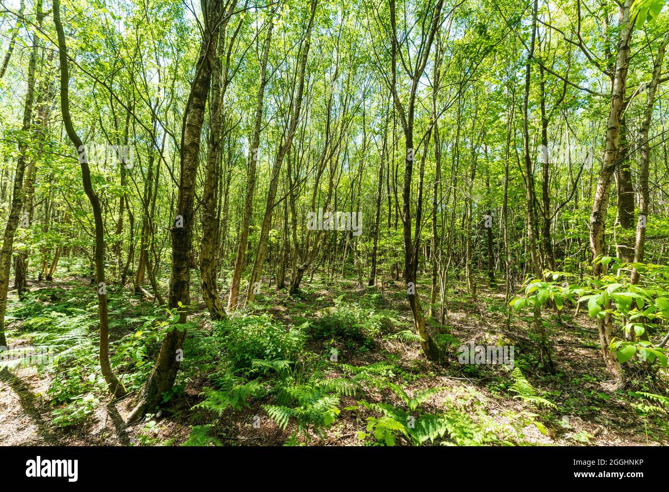 Inside a mainly birch woodland with trees, ferns and undergrowth in ...