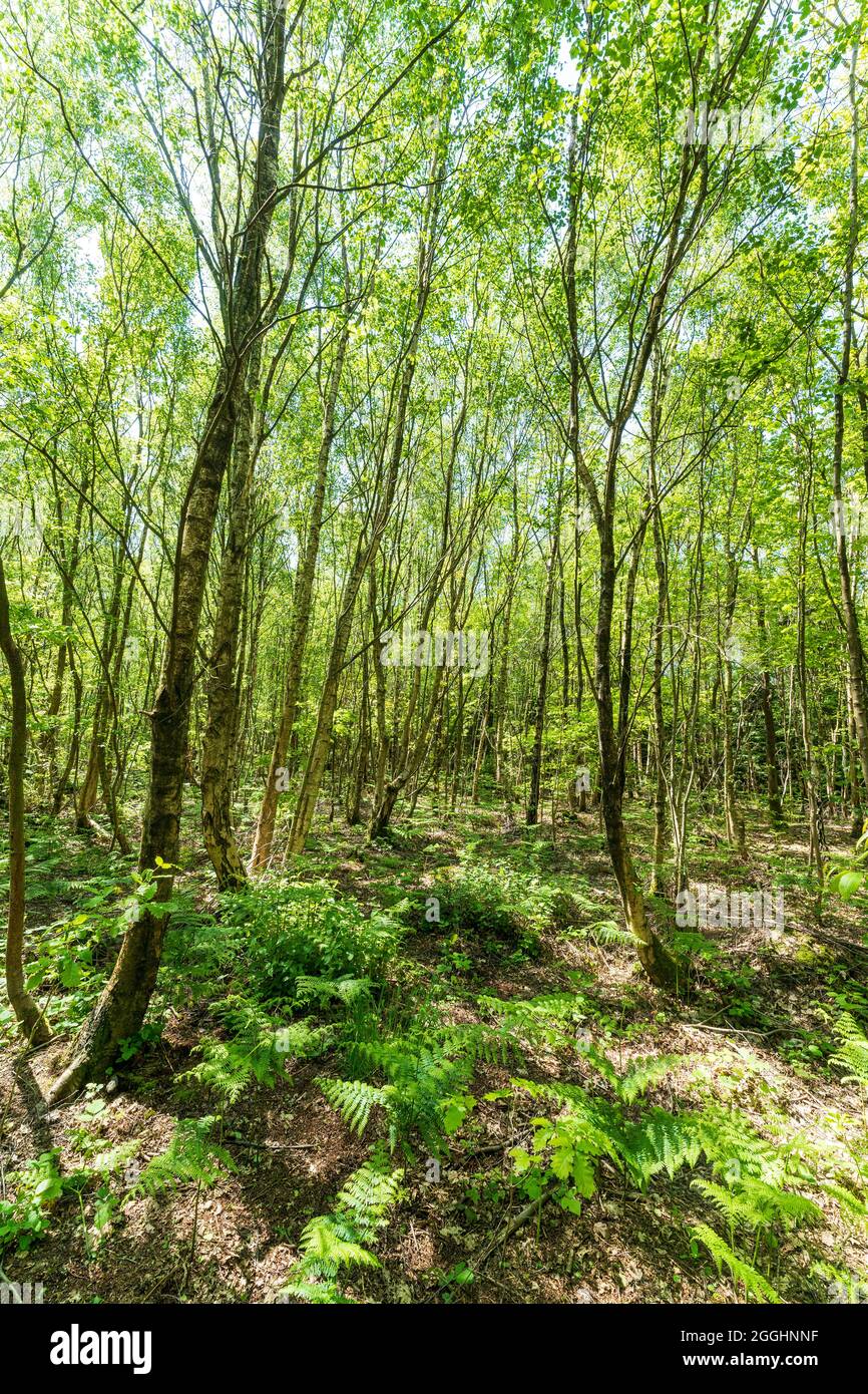 Clowes woods kent hi-res stock photography and images - Alamy