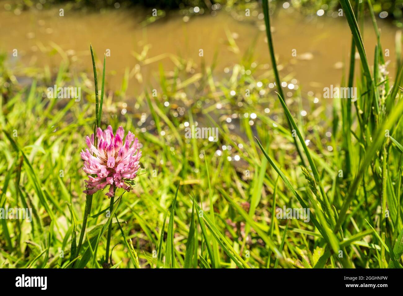 Low angel close up of a single Purple Clover wild flower, Trifolium ...