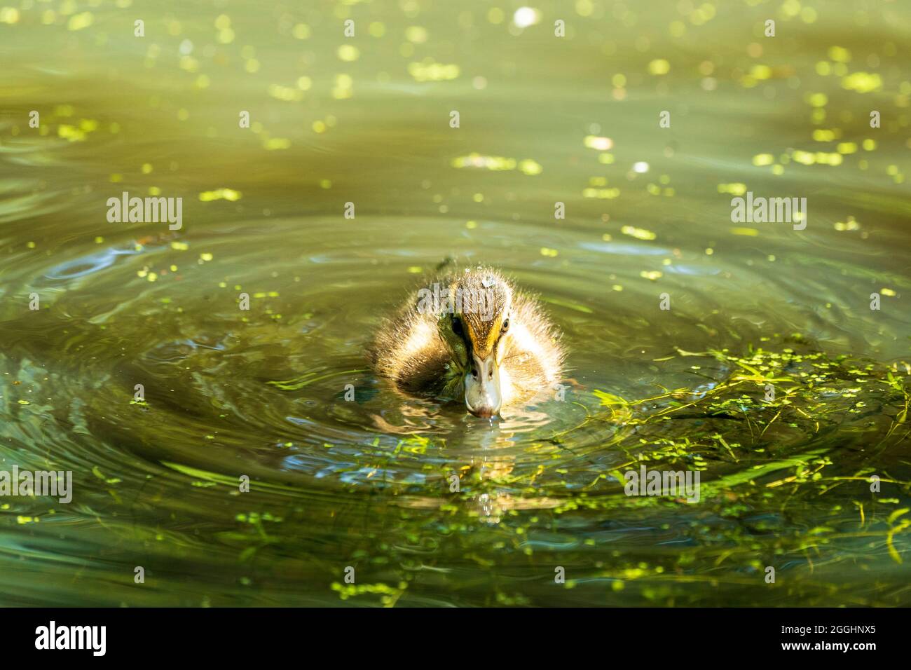 Baby mallard duckling, Anas platyrhynchos, swimming towards viewer on a ...