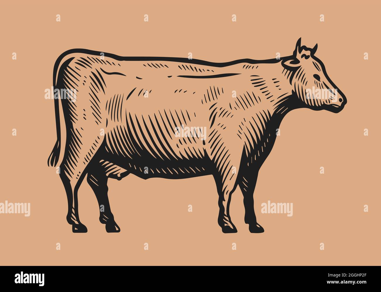 Hand drawn cow in vintage engraving style. Beef, dairy products concept ...