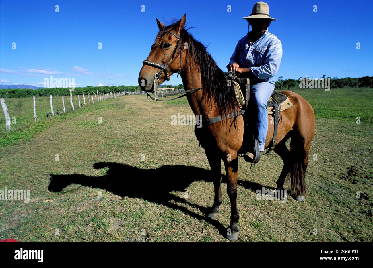 FRANCE. NEW CALEDONIA, BIG ISLAND, KONE REGION, COW BOYS IN A CATTLE ...