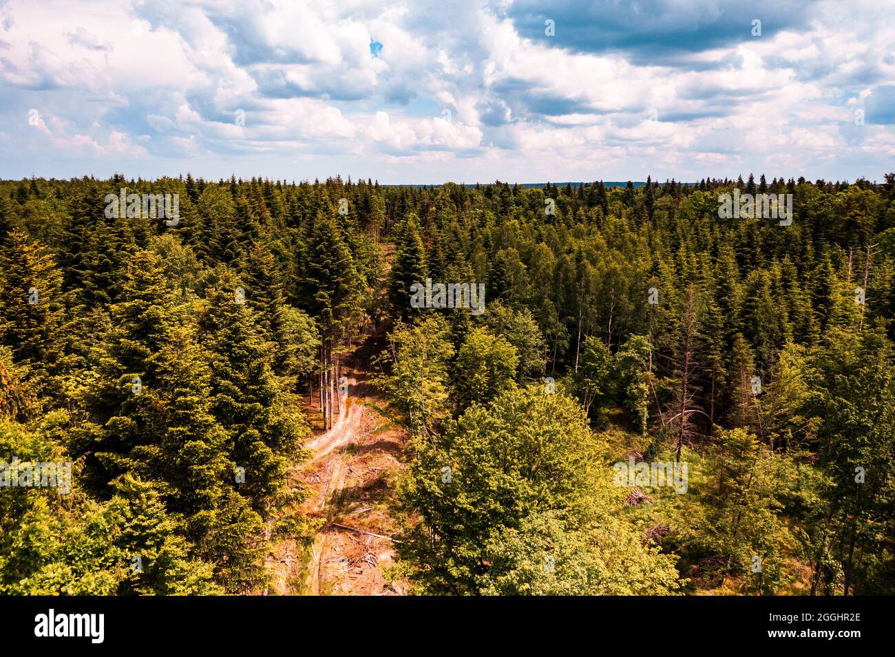 Destruction of forests by total deforestation in an illegal way, top ...