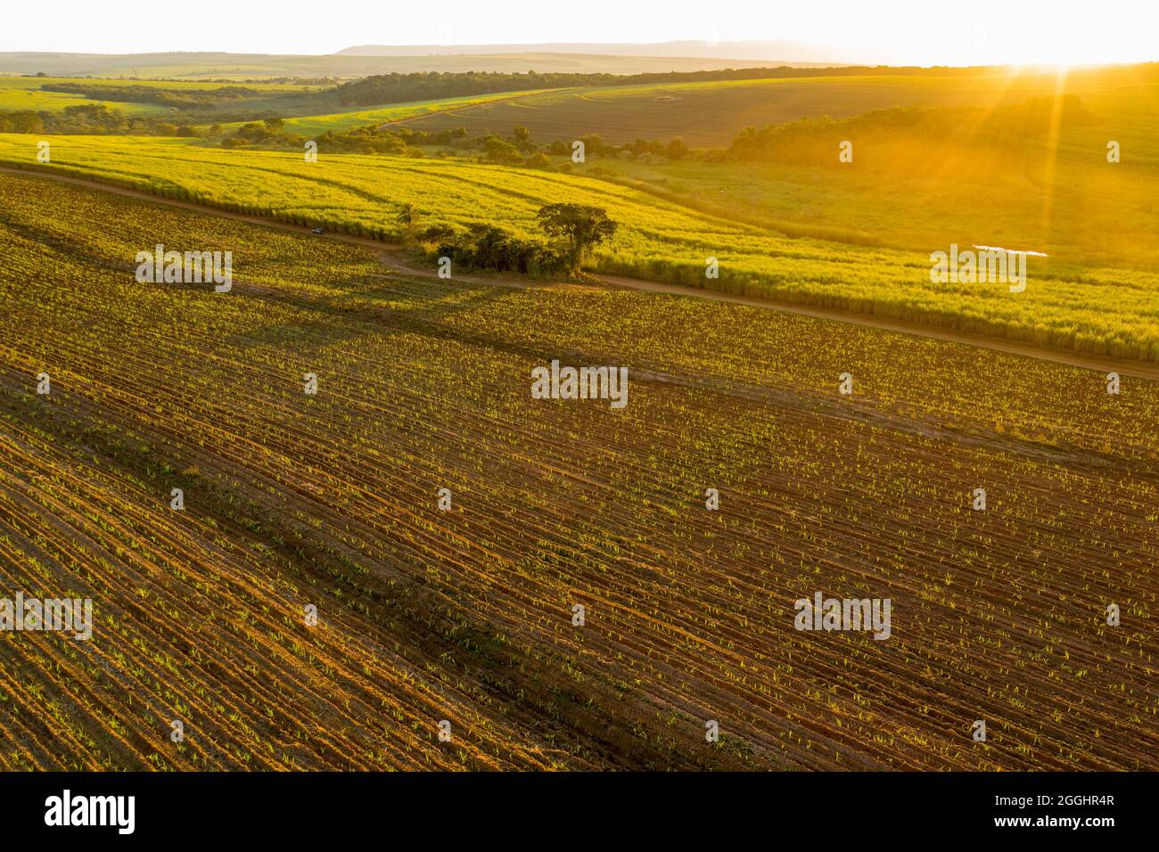 aerial view of a cane field at dusk Stock Photo - Alamy