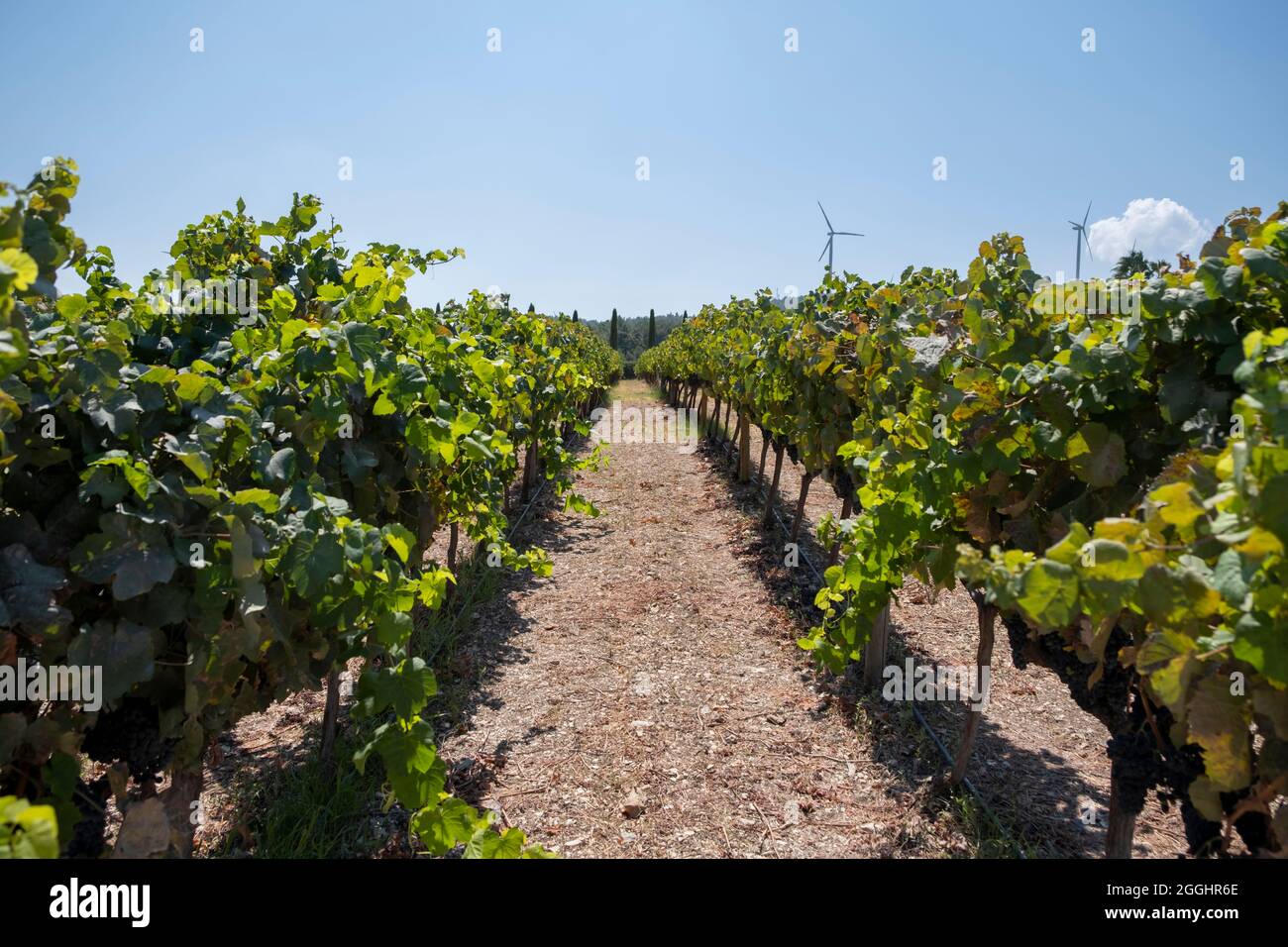 Organic wine production hi-res stock photography and images - Alamy
