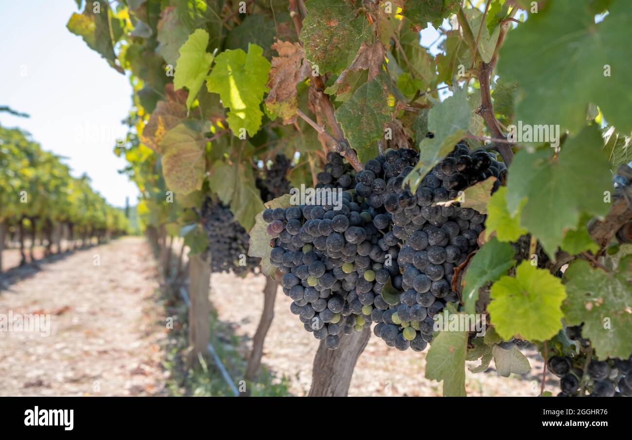 Organic wine production hi-res stock photography and images - Alamy