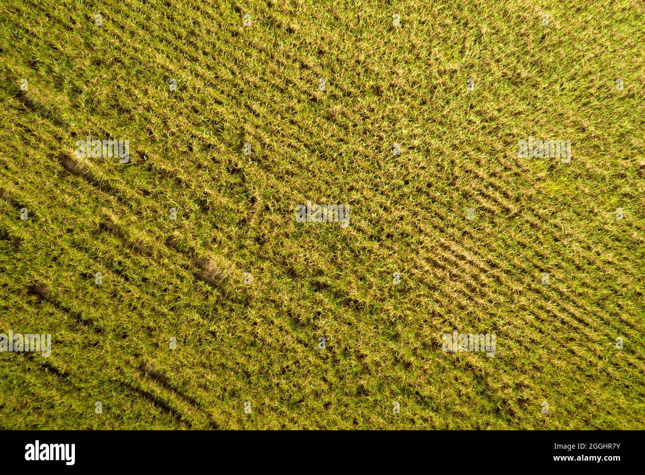 aerial view of cane field in sunny morning Stock Photo - Alamy
