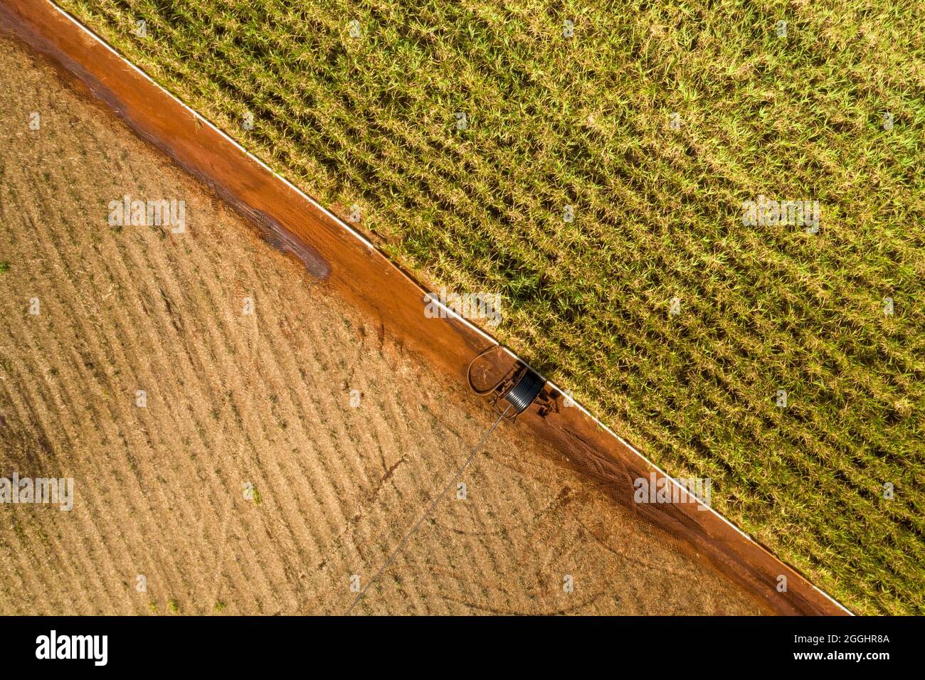 aerial view of cane field in sunny morning Stock Photo - Alamy