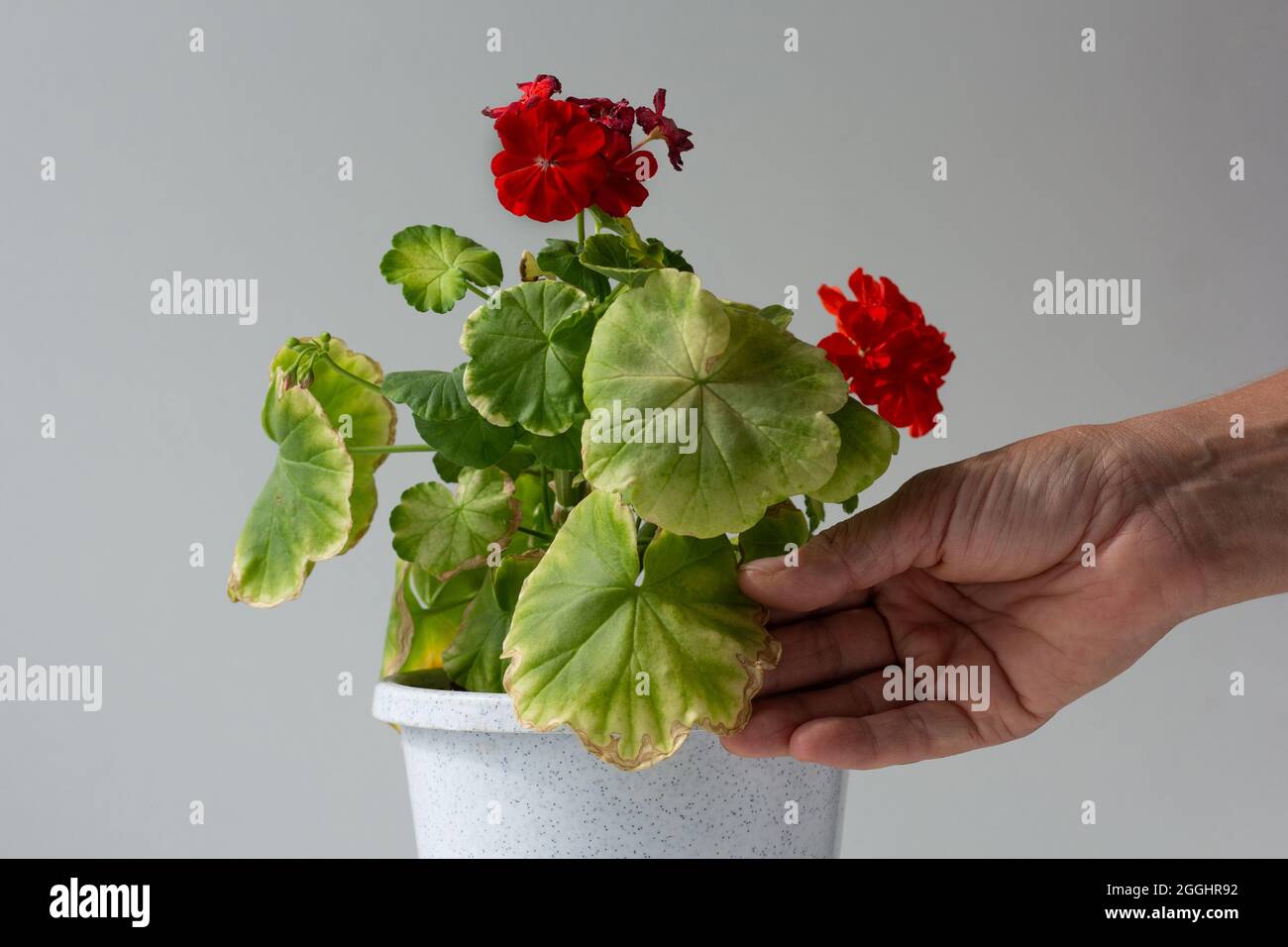Woman hand holding yellow leaf of blooming geranium damaged because of ...