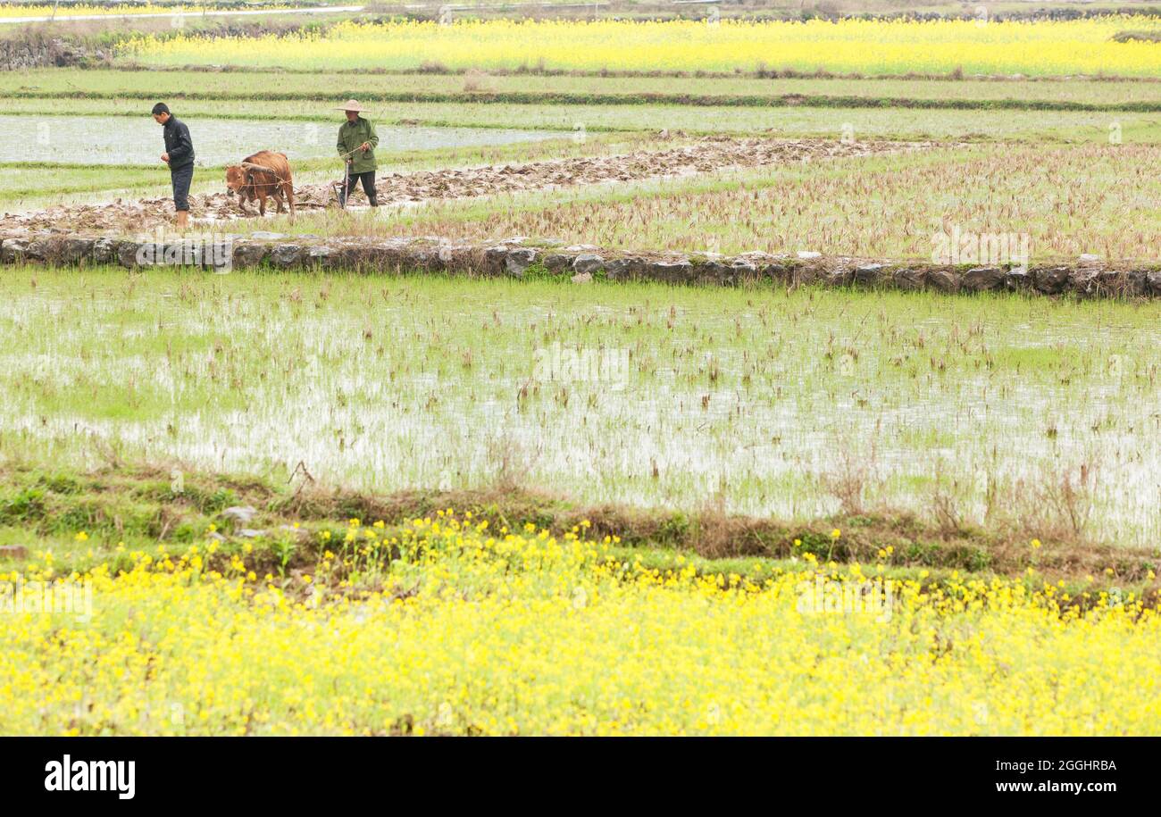 Yangsuo China Farmers with their ox in a rice field Stock Photo - Alamy