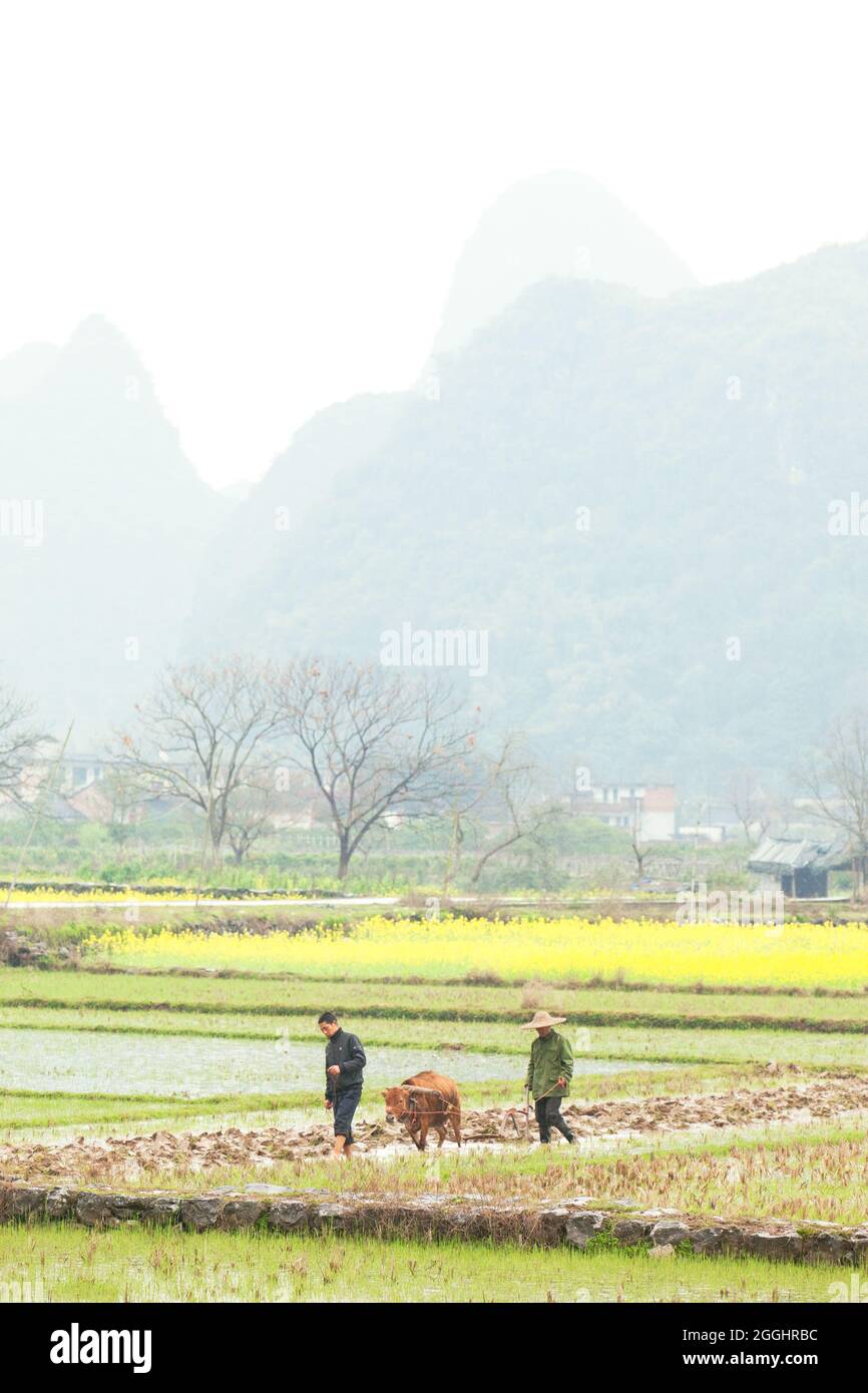 Yangsuo China Farmers with their ox in a rice field Stock Photo - Alamy