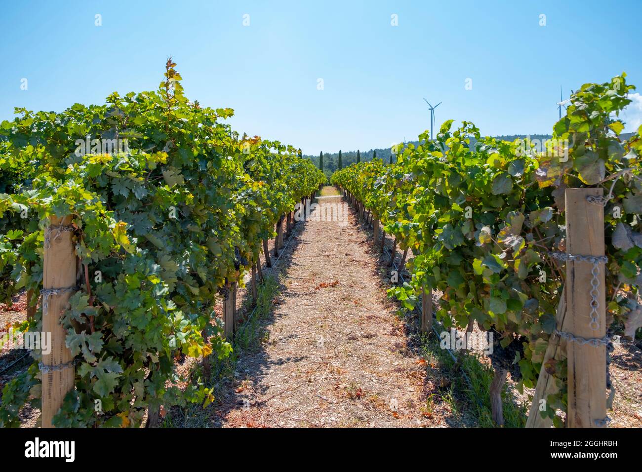 Organic wine production hi-res stock photography and images - Alamy
