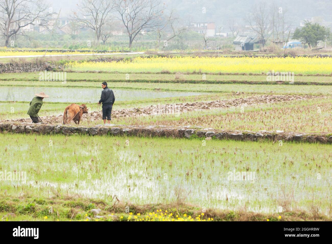 Yangsuo China Farmers with their ox in a rice field Stock Photo - Alamy