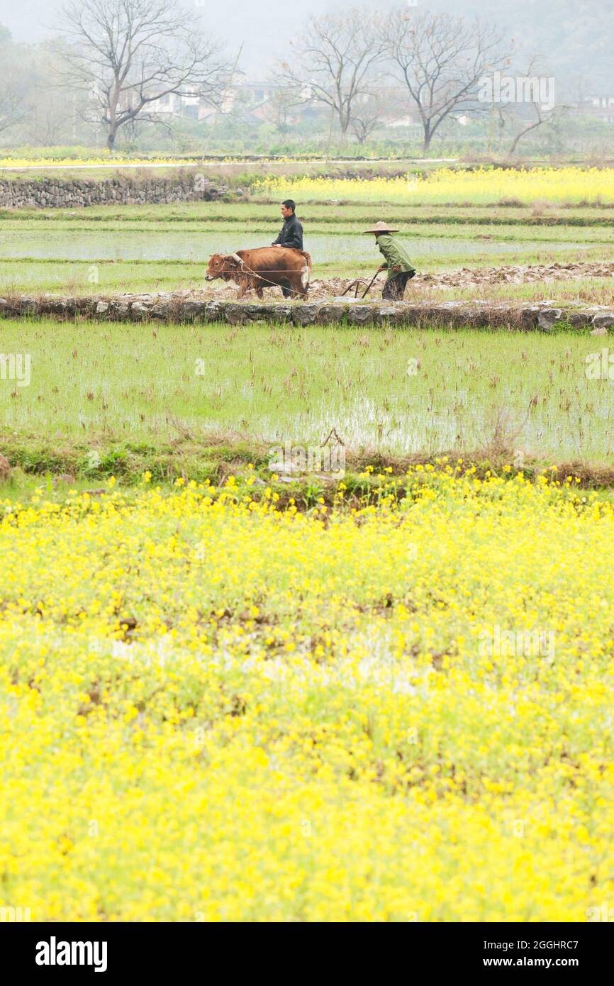 Chinese Farmers Rice Paddies High Resolution Stock Photography and ...