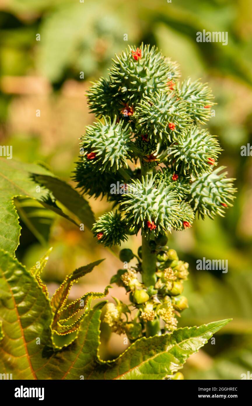 Types Of Castor Bean Seeds at Deloris Colvin blog