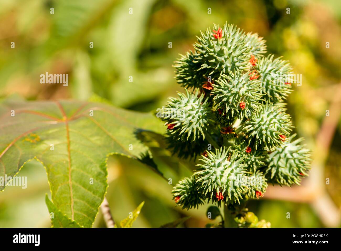 castor bean plant with seeds Stock Photo - Alamy