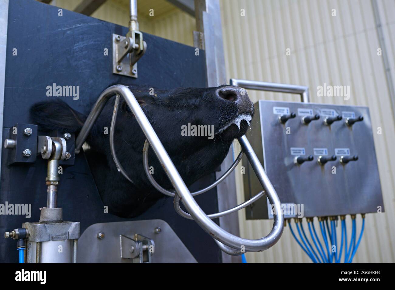 At the slaughterhouse. Head of a caw clutched by frame of a stunning ...