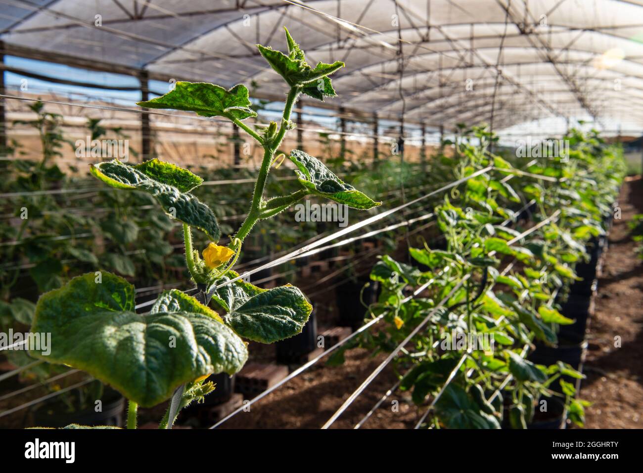 greenhouse with plant that produces cucumber Stock Photo - Alamy