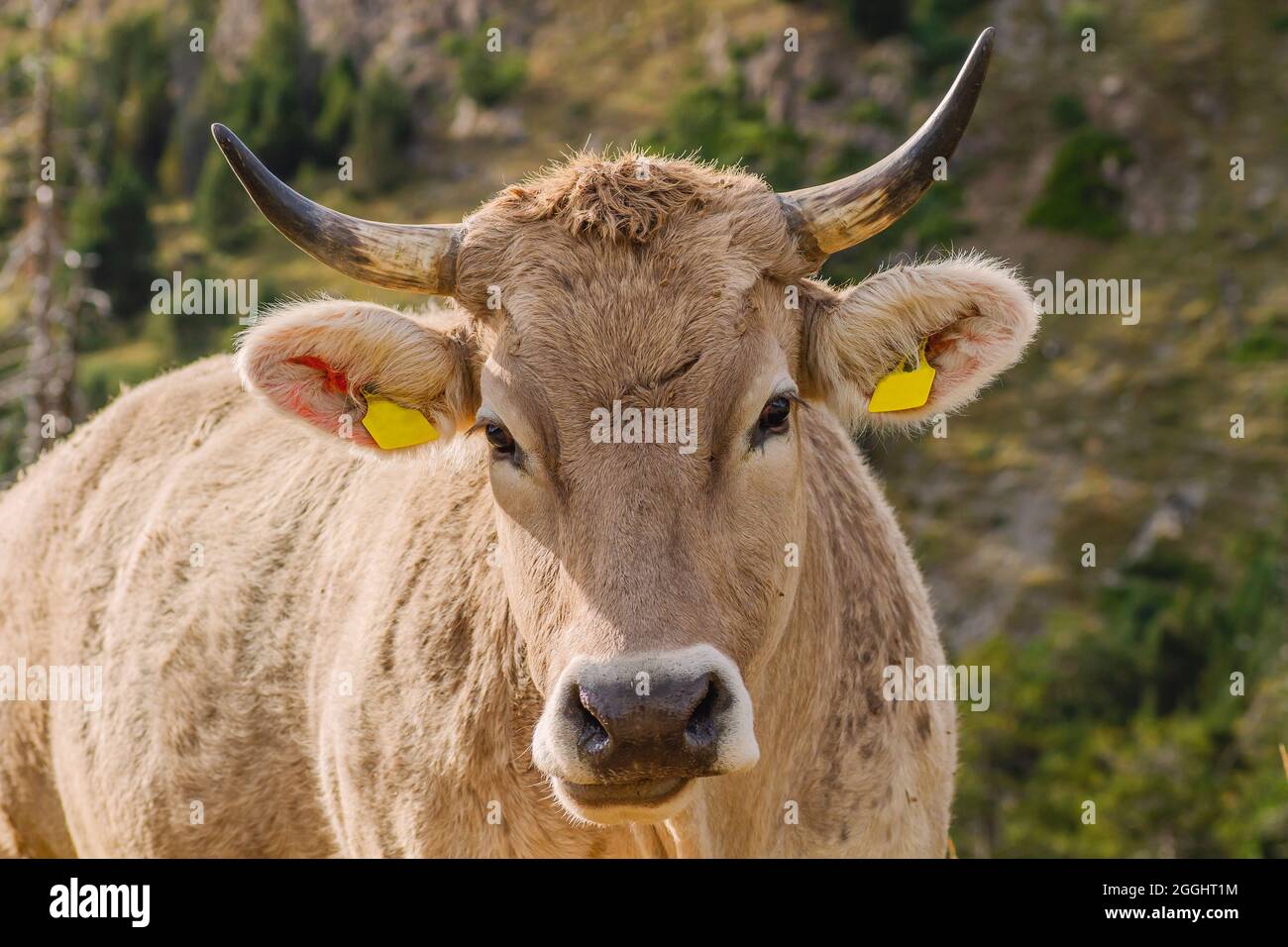 Stockbreeding hi-res stock photography and images - Alamy