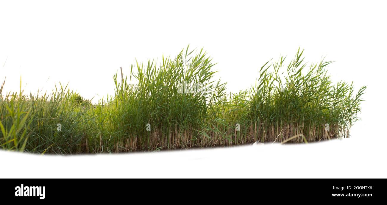 green reed cane grass Isolated on white background Stock Photo - Alamy