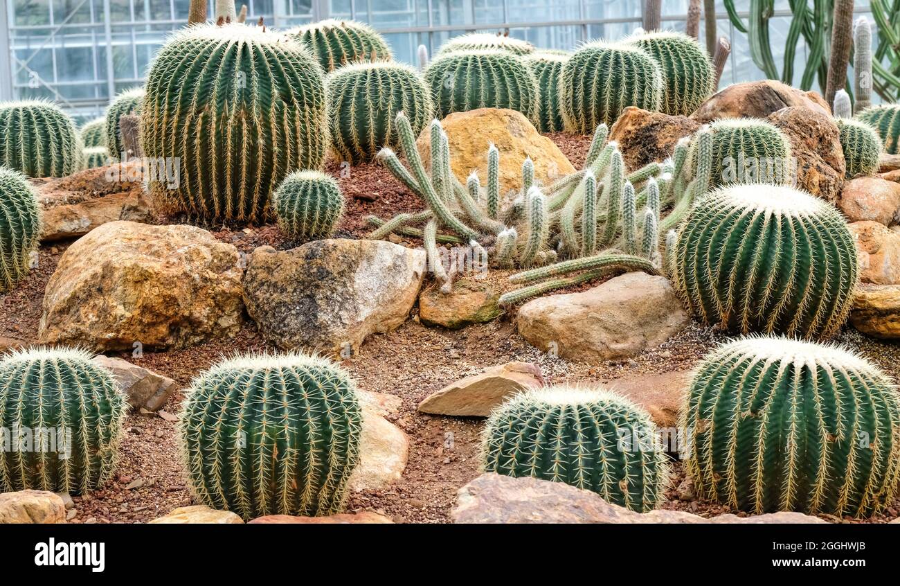 a group of very large cultivated cacti displayed in the Queen Sirikit ...