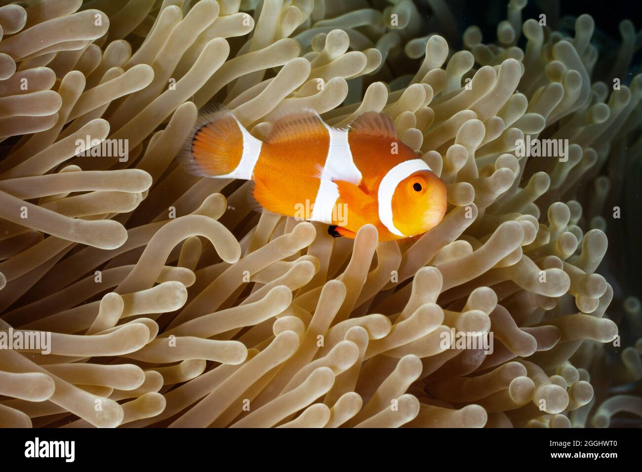 Western Clown Anemonefish (Amphiprion ocellaris Stock Photo - Alamy