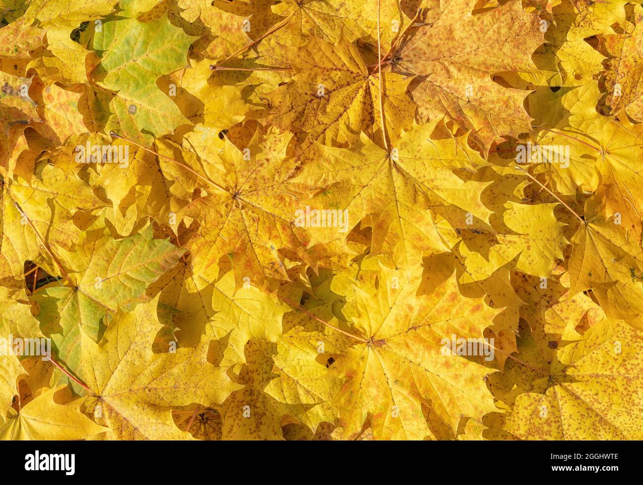 Group of trees with autumn leaves hi-res stock photography and images ...