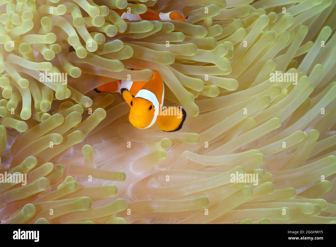 Western Clown Anemonefish (Amphiprion ocellaris Stock Photo - Alamy