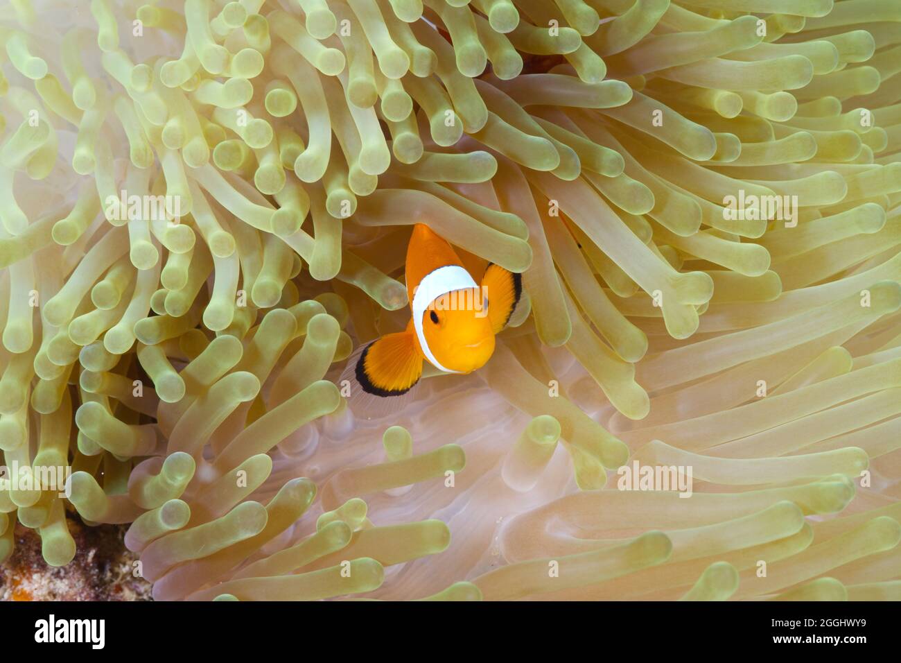 Western Clown Anemonefish (Amphiprion ocellaris Stock Photo - Alamy