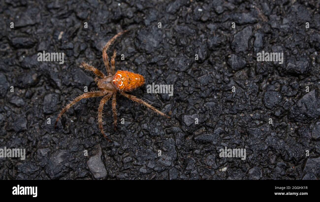Diadem spider (Araneus diadematus) with an orange sack and golden marks ...