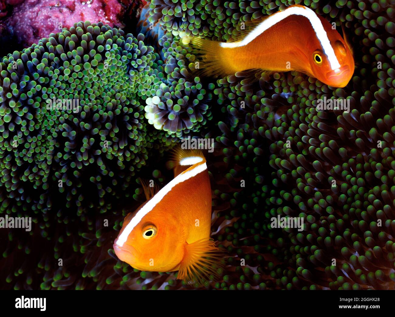 Eastern Skunk Anemonefish ( Amphiprion sandaracinos Stock Photo - Alamy