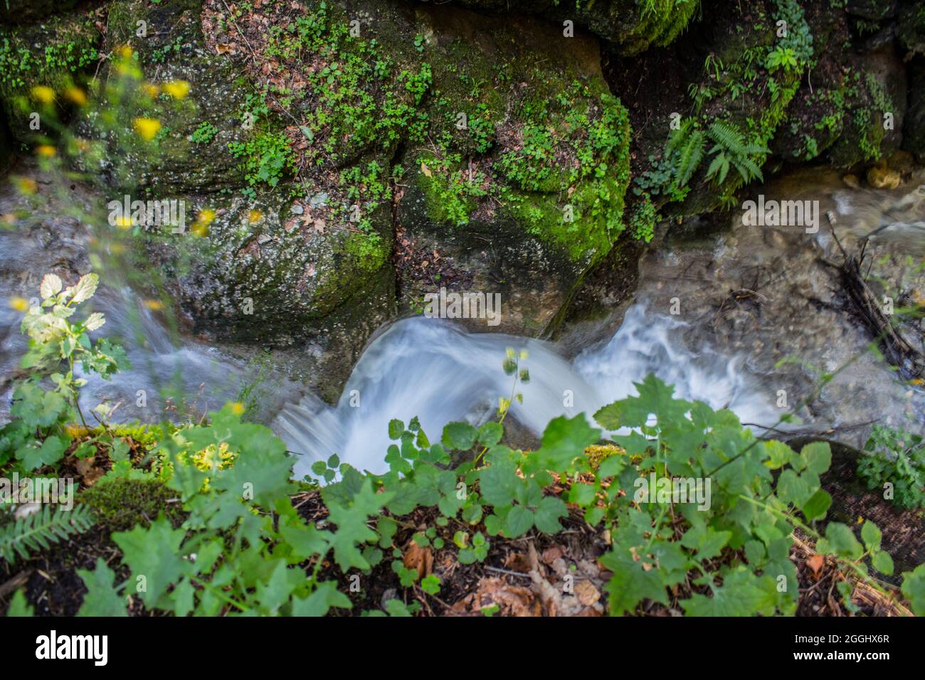 Fern plant spring waterfall hi-res stock photography and images - Alamy