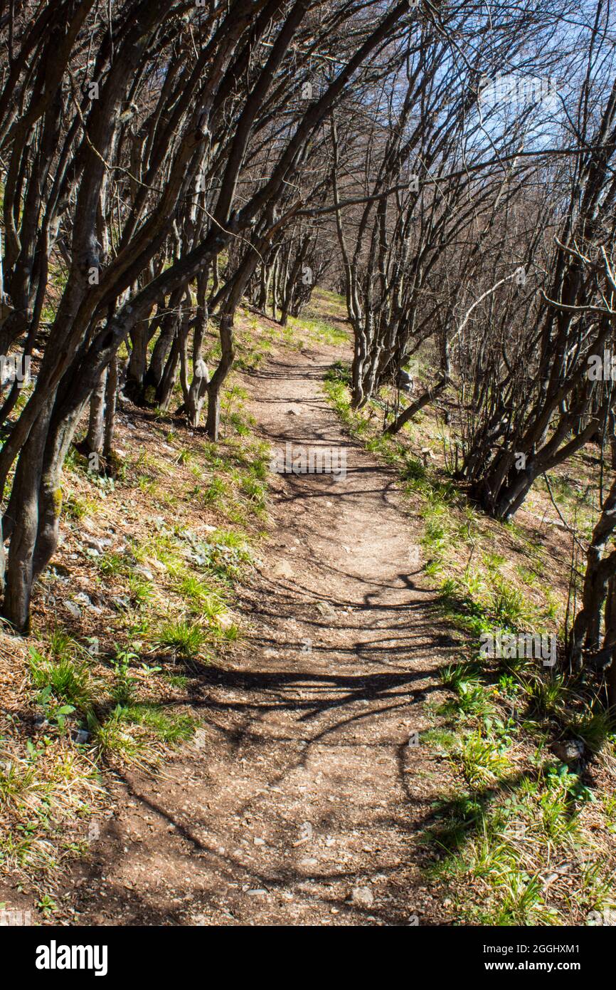Daytime view of a trailing path over a hilly forest Stock Photo - Alamy