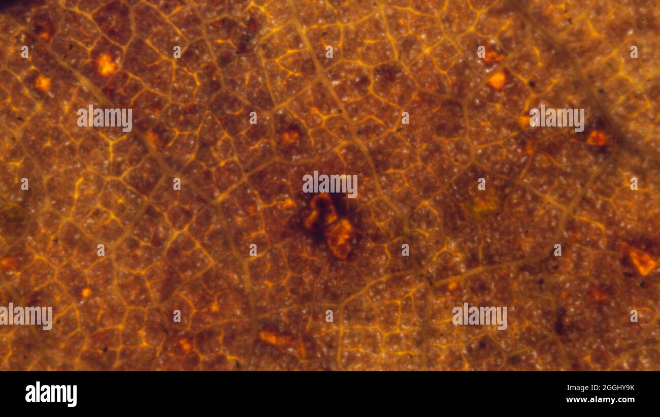 Colorful texture of old leaf after the fall Stock Photo - Alamy