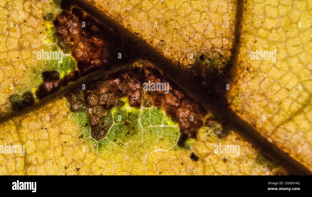 Colorful texture of old leaf after the fall Stock Photo - Alamy