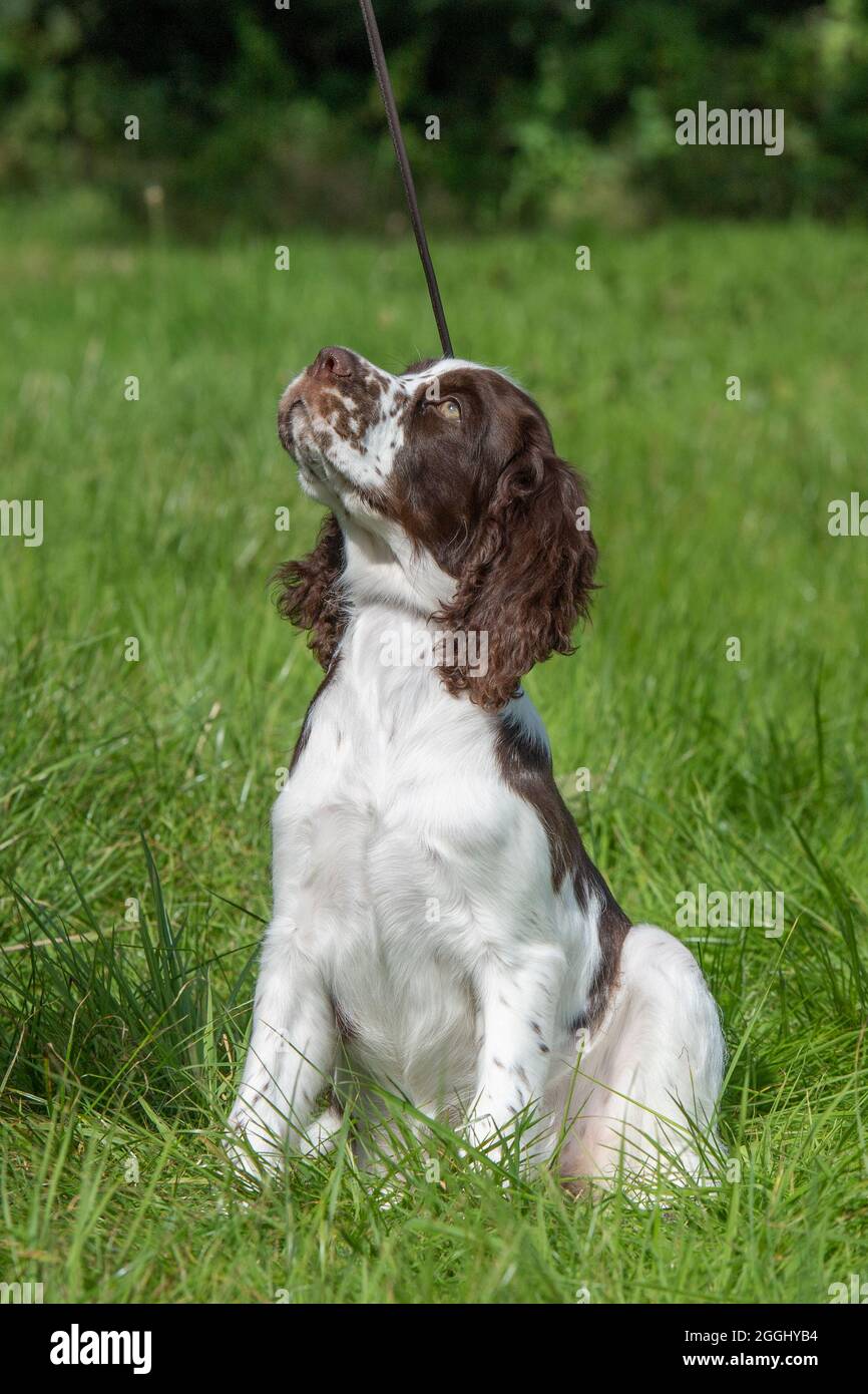 English springer spaniel puppy hi-res stock photography and images - Alamy