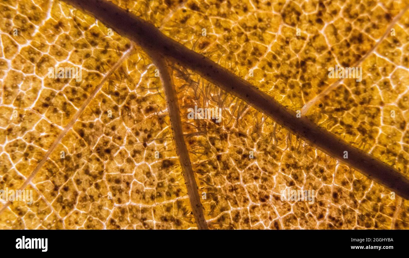 Colorful texture of old leaf after the fall Stock Photo - Alamy