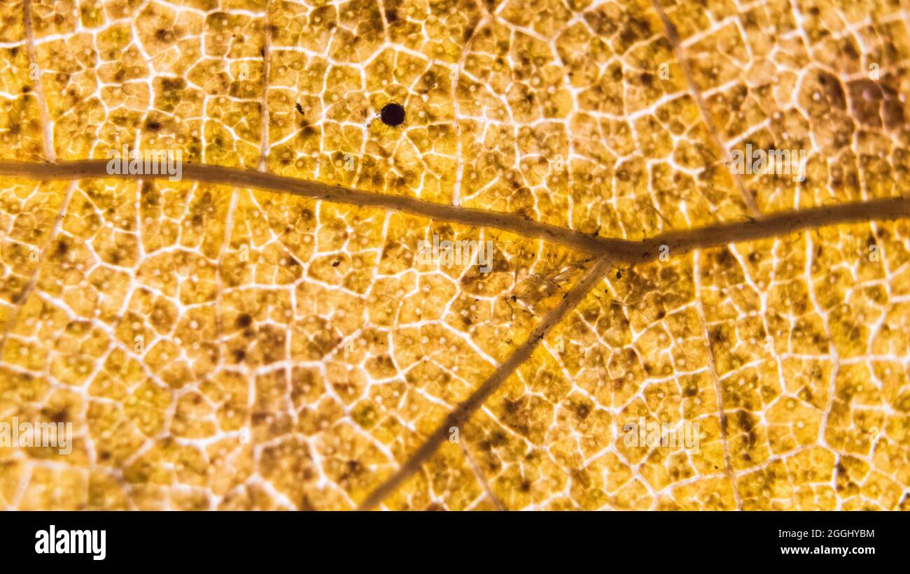 Colorful texture of old leaf after the fall Stock Photo - Alamy