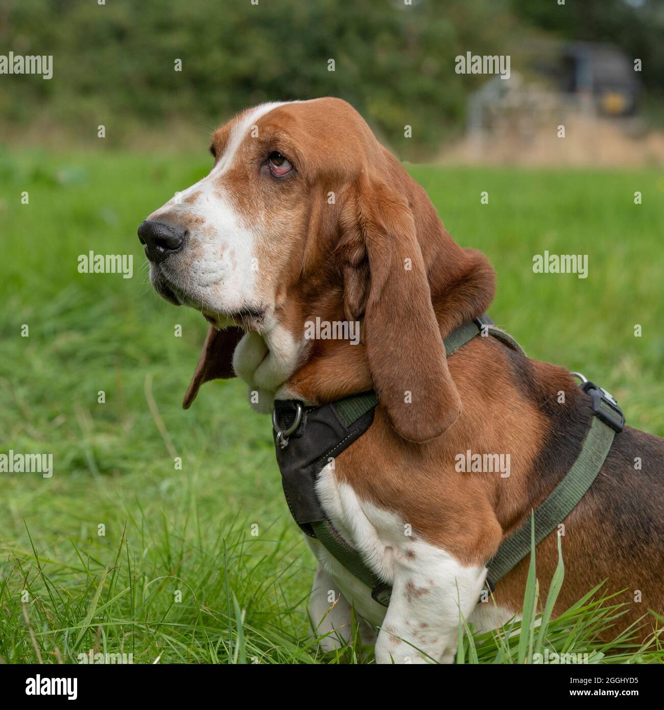 basset hound sitting down Stock Photo - Alamy