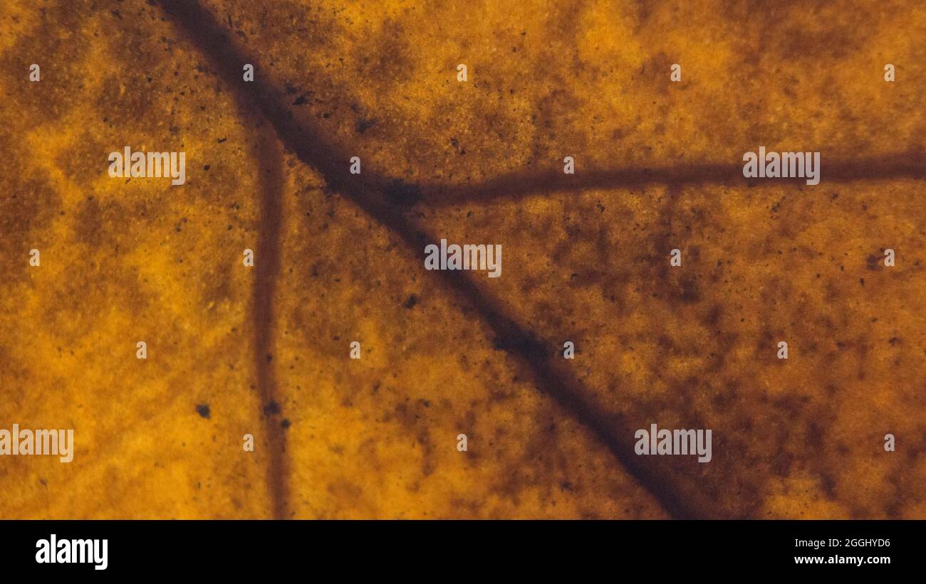 Colorful texture of old leaf after the fall Stock Photo - Alamy