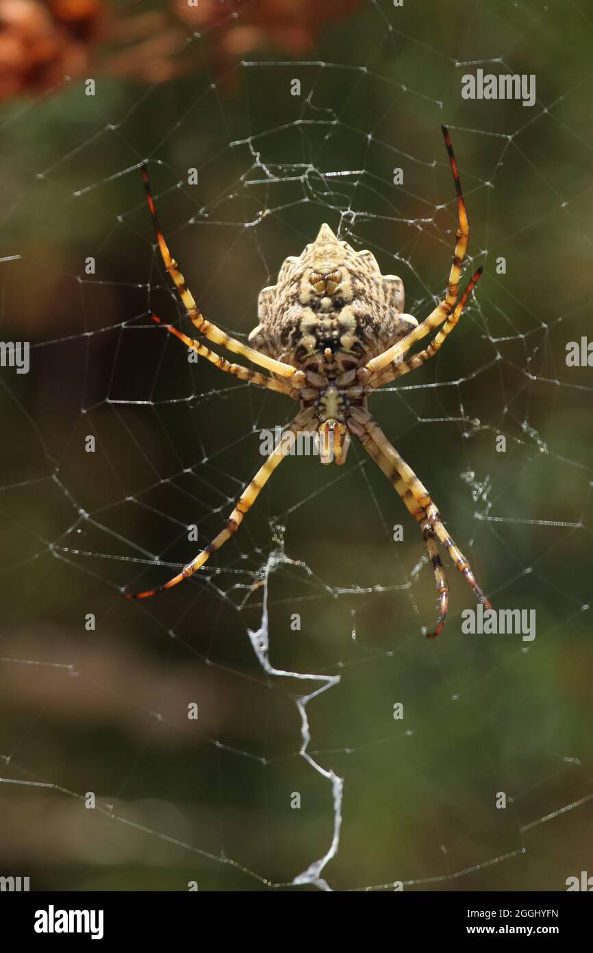 Spider web with Argiope lobata (Lobed Argiope Stock Photo - Alamy
