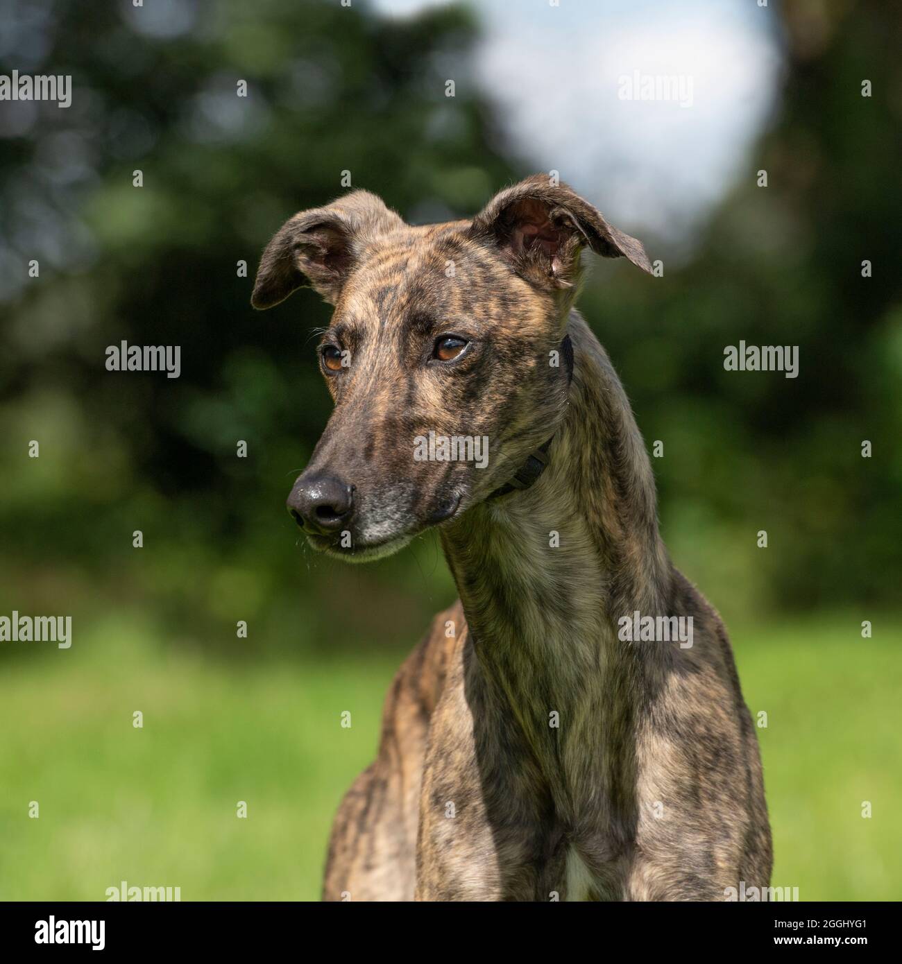 Lurcher Dog Head High Resolution Stock Photography and Images - Alamy