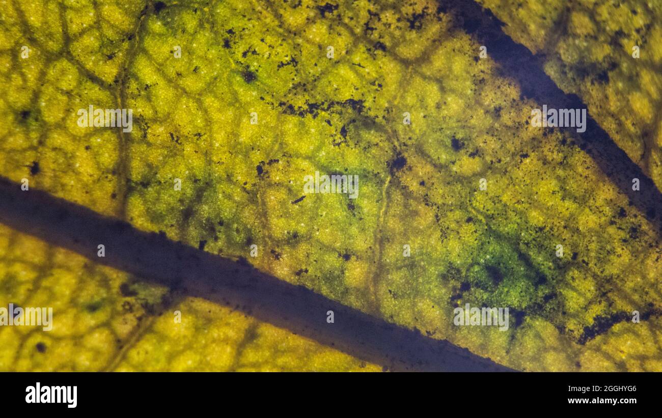 Colorful texture of old leaf after the fall Stock Photo - Alamy