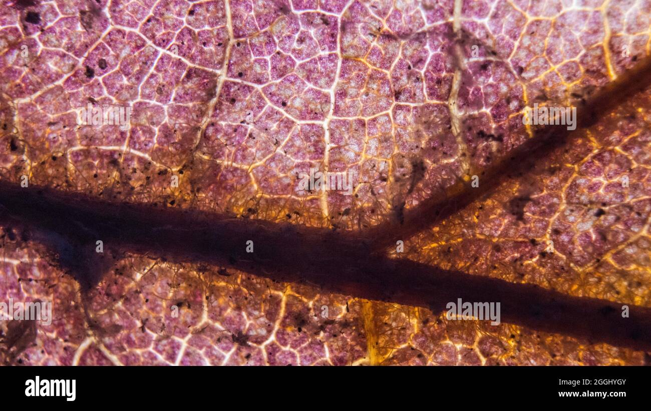 Colorful texture of old leaf after the fall Stock Photo - Alamy